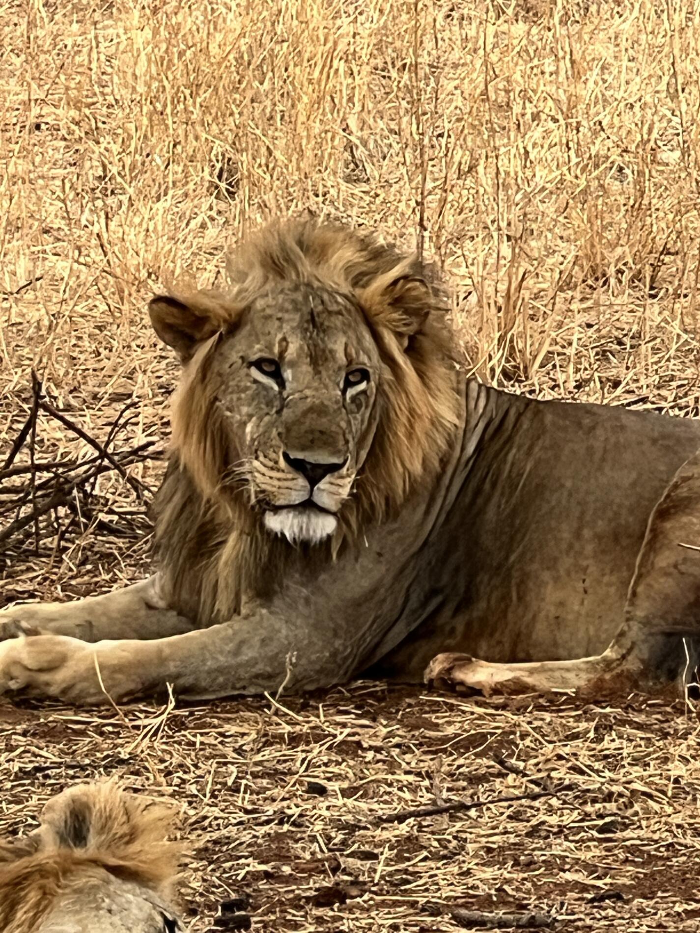 Royal Travel The Ultimate Tanzanian Safari Experience | Royal Travel