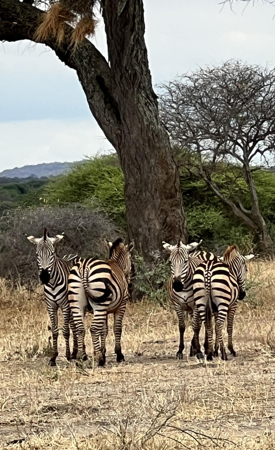 Royal Travel The Ultimate Tanzanian Safari Experience | Royal Travel